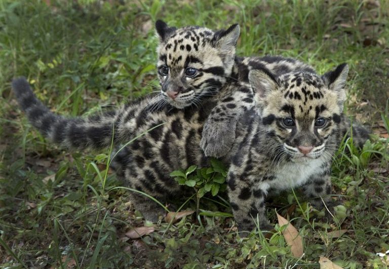 5 Zoo Born Baby Animals That You Can Visit Anytime - DipFeed